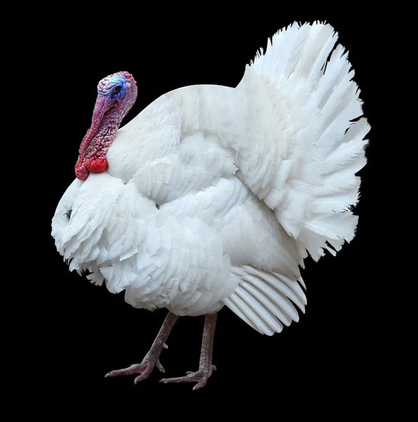 Turkey hen Stock Photos, Royalty Free Turkey hen Images | Depositphotos