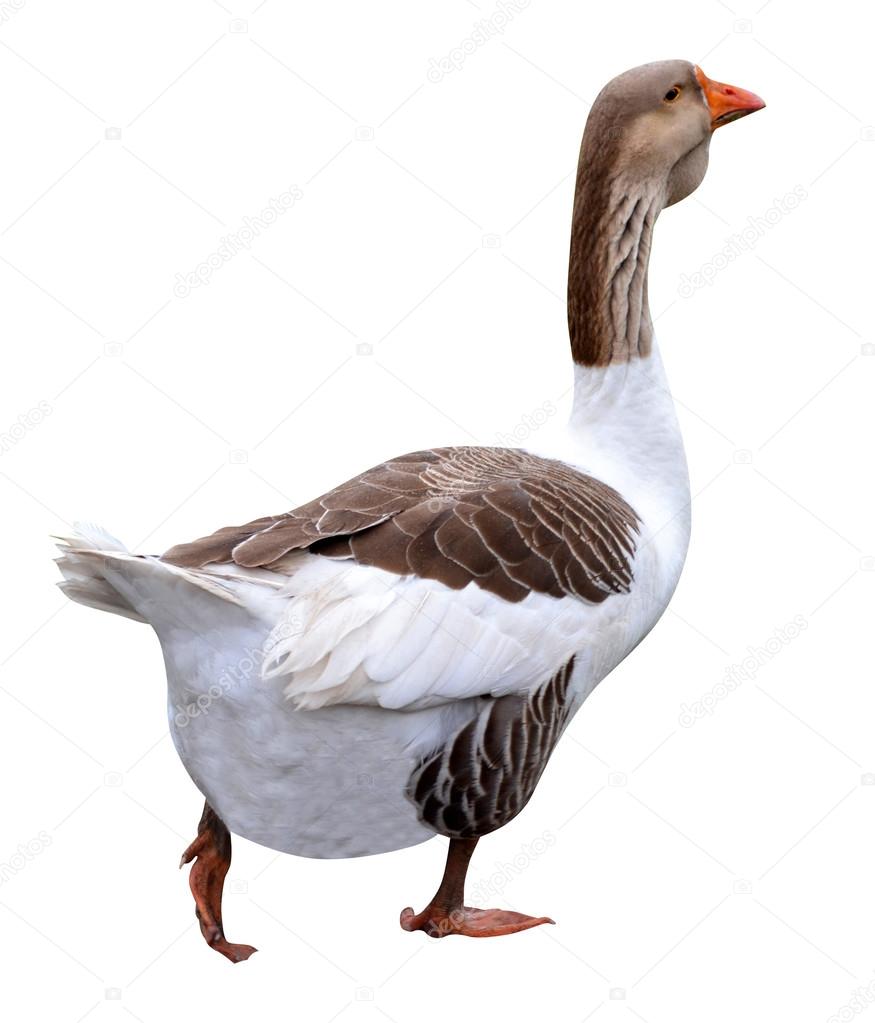 Goose bird Stock Photo by ©weter777 50339163
