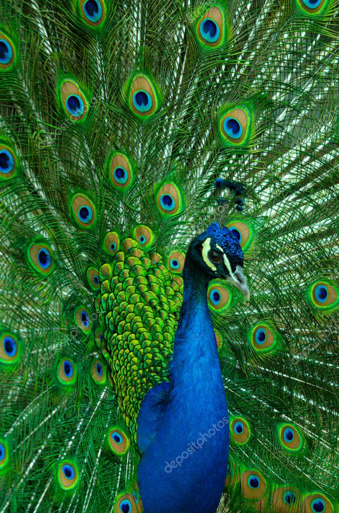 Un hermoso pavo real macho impresiona a una hembra con su vibrante cola ...