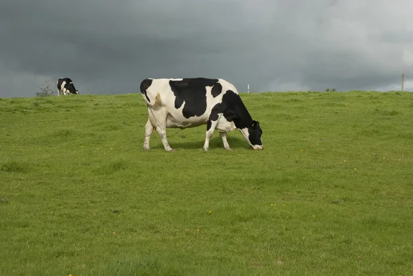 Dairy farm cows UK - Stock Image - Everypixel