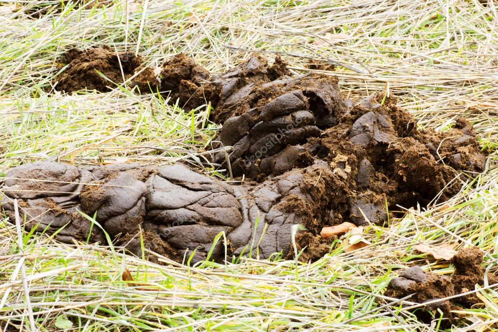 Cow dung — Stock Photo © karich #39018689