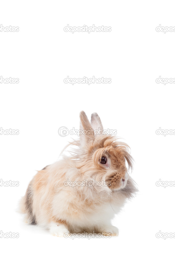 Funny rabbit — Stock Photo © karpenyuk #38343583