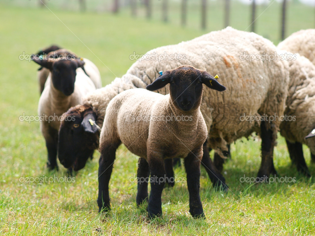 Lamb Stock Photo by ©nigelb10 30625743