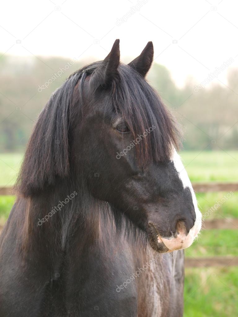 Gray Shire Horse