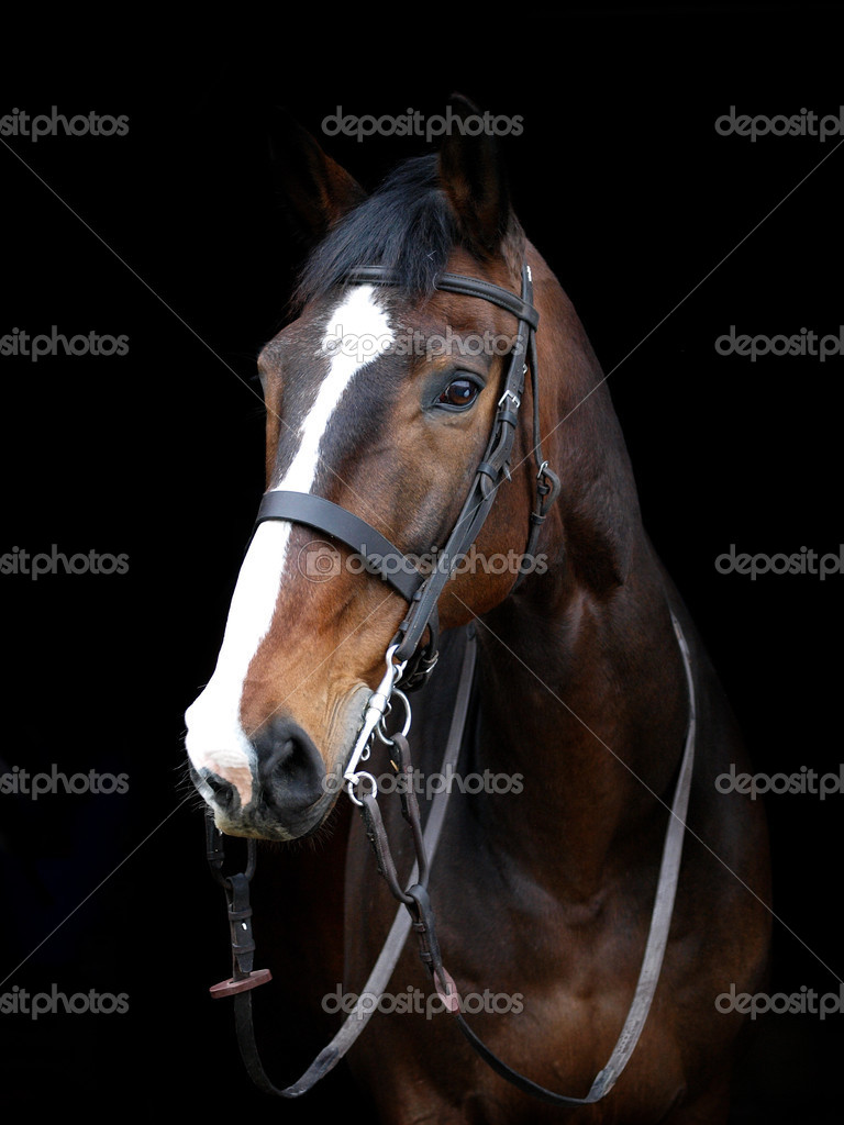 Professional Horse Face Photography