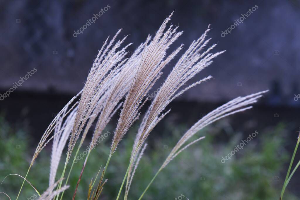 La hierba de pampas japonesa es una tradición japonesa del otoño. Se ...