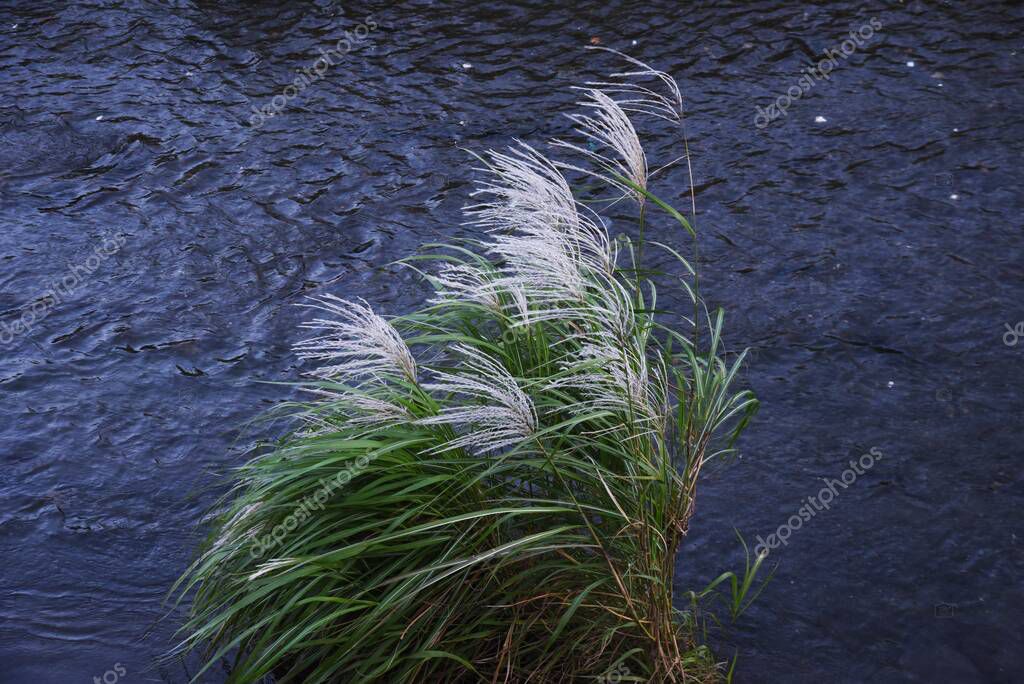 La hierba de pampas japonesa es una tradición japonesa del otoño. Se ...
