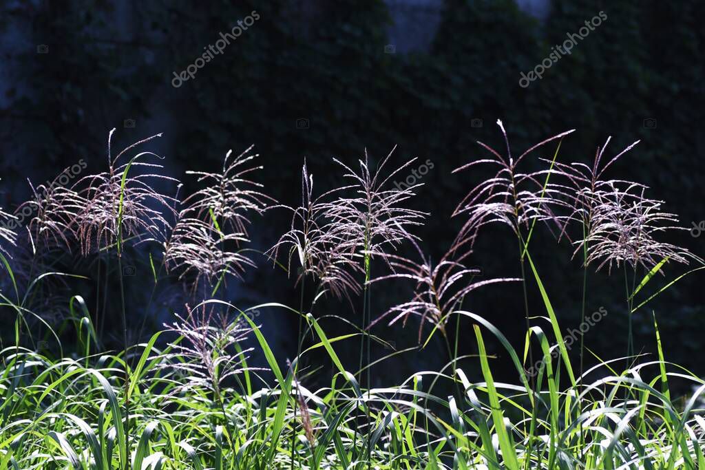 La hierba de pampas japonesa es una tradición japonesa del otoño. Se ...