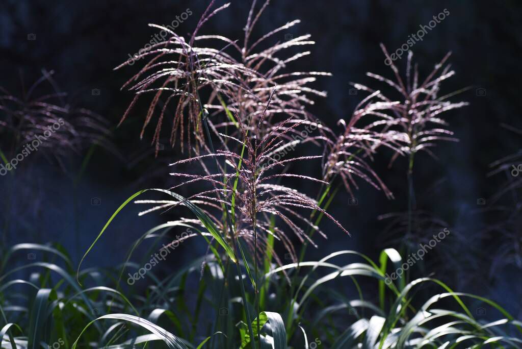 La hierba de pampas japonesa es una tradición japonesa del otoño. Se ...