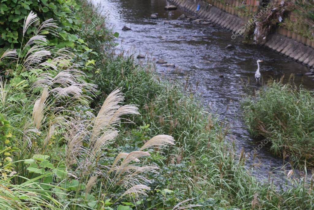 La hierba de pampas japonesa es una tradición japonesa del otoño. Se ...