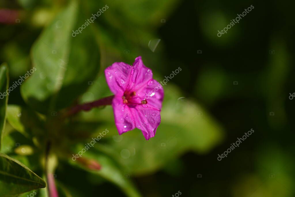 Maravilla de Perú flores. Originaria de Sudamérica, Nyctaginaceae ...