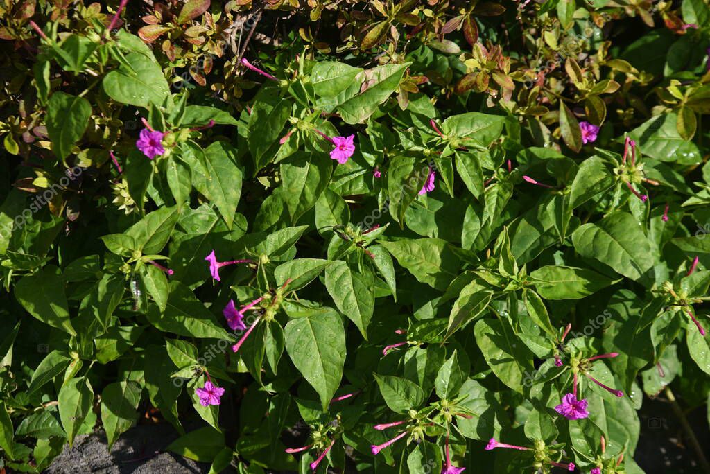 Maravilla de Perú flores. Originaria de Sudamérica, Nyctaginaceae ...