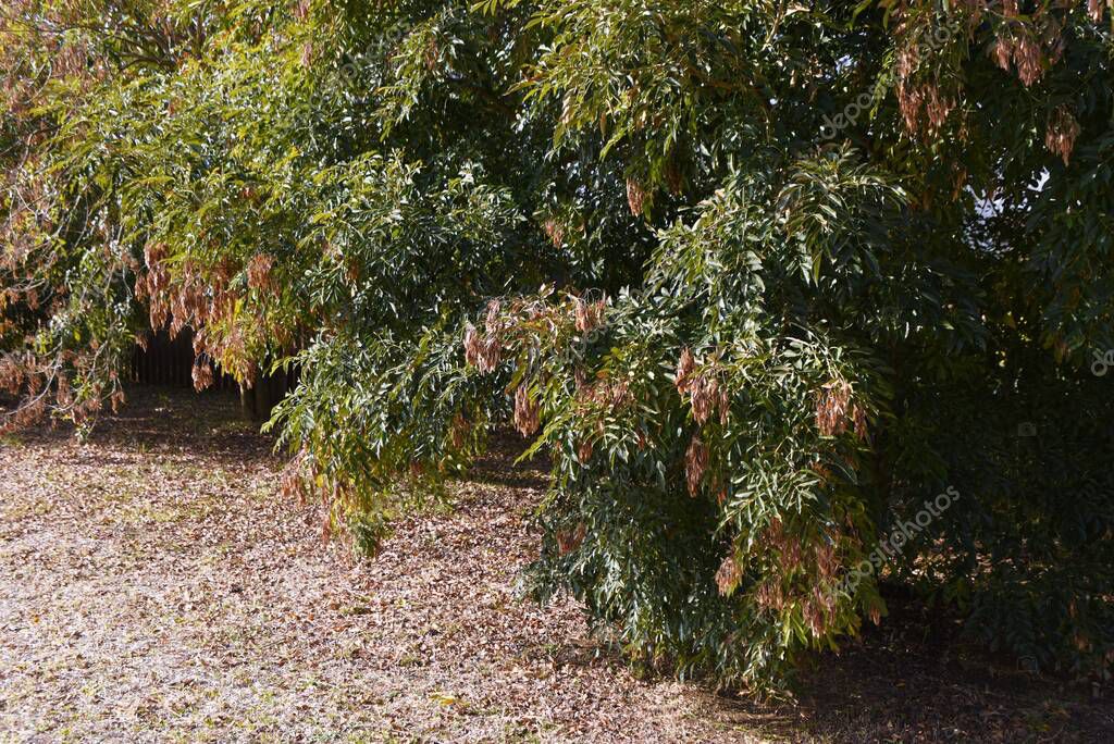 Semillas de ceniza de Griffith. Oleaceae evergreen tree. Dioica ...