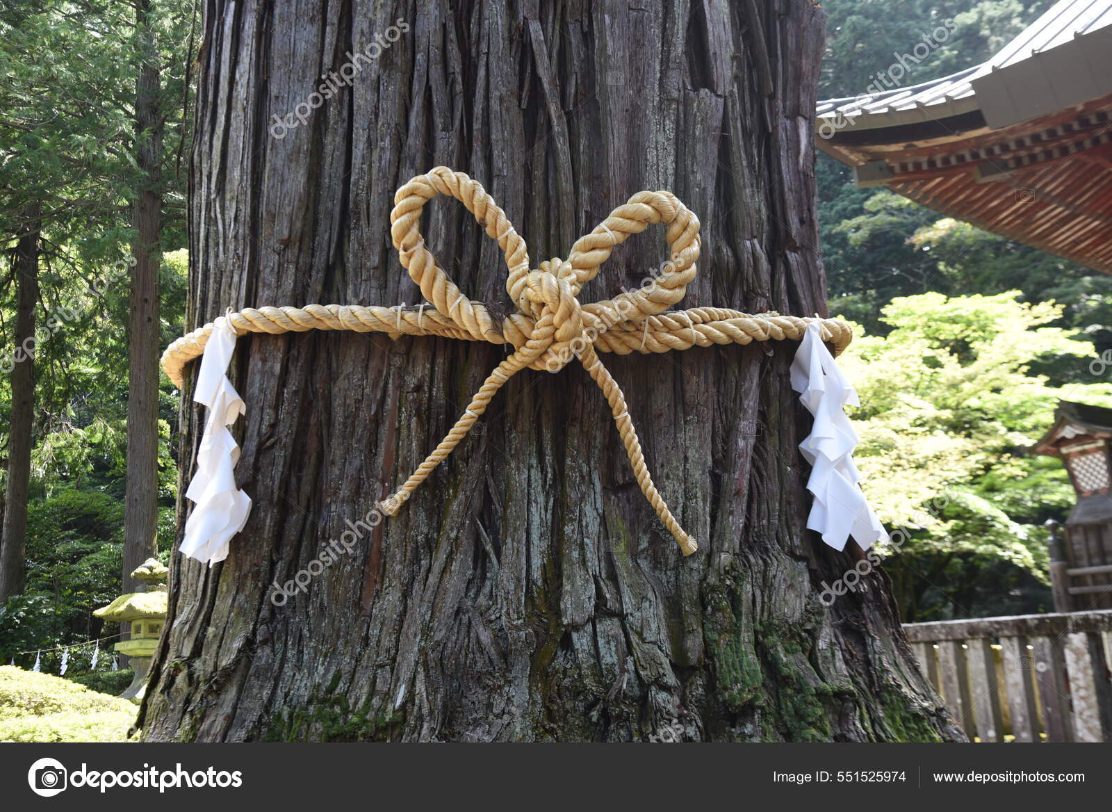 Culture Tradition Japanese Shrines Shimenawa Shimenawa Sacred Rope Ric ...
