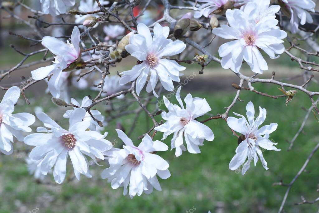 La magnolia florece. Magnoliaceae. 90 especies de rboles se distribuyen ...