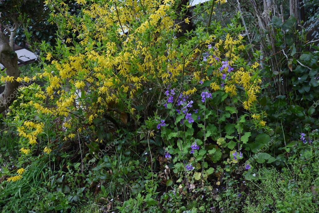 arbusto de la familia Oleaceae originario de China. De marzo a abril ...