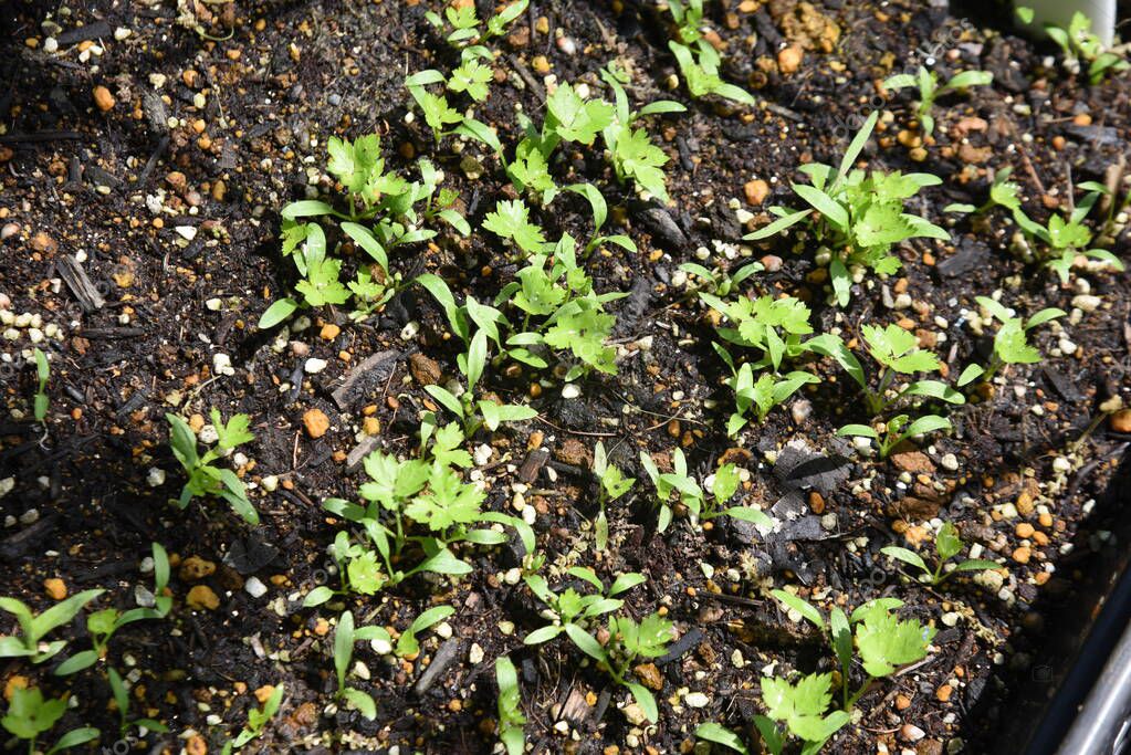 Cultivo de la tiña japonesa (Mitsuba) en huerta. Germinación y ...