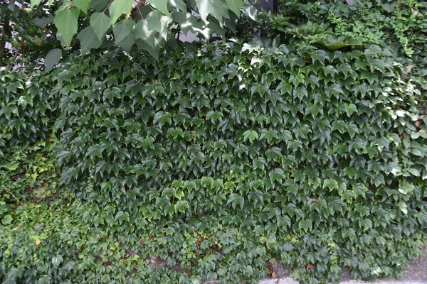 Ivy that runs along walls and tree trunks. Vitaceae deciduous vine ...
