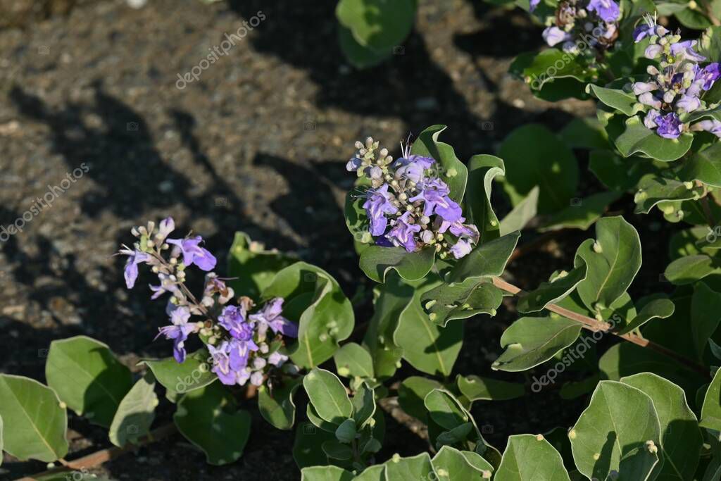 rbol casta de hoja redonda (Vitex rotundifolia) Flores y bayas ...