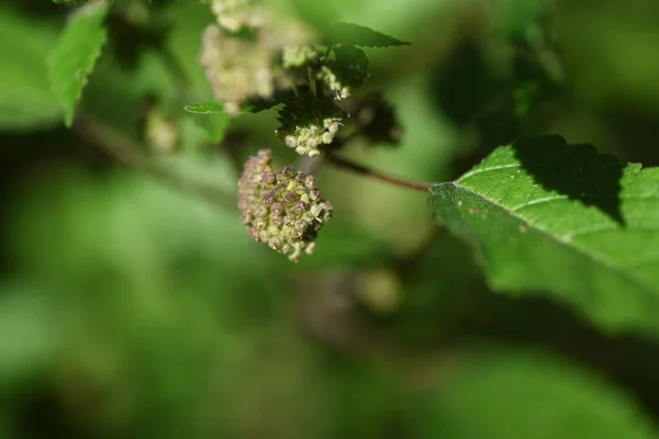 Hairy crabweed Stock Photos, Royalty Free Hairy crabweed Images | Depositphotos
