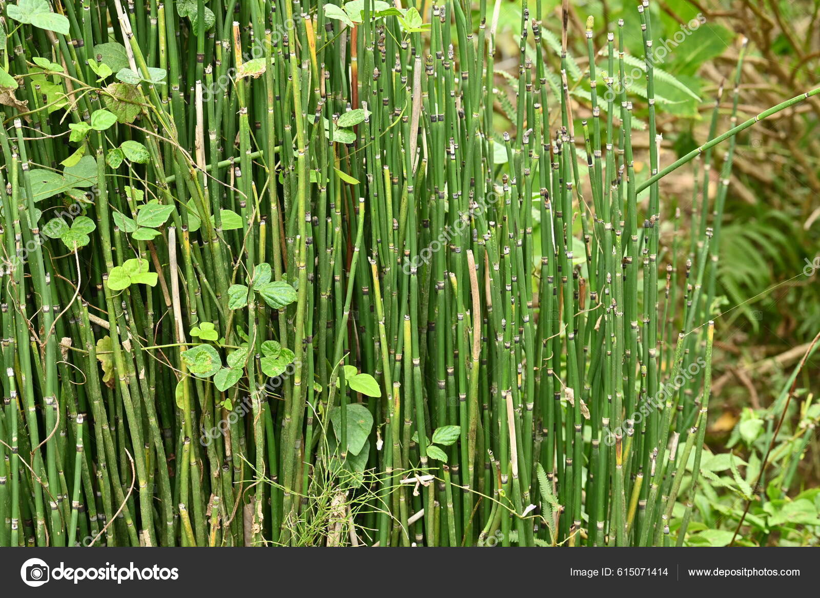 Horse Tail Equisetum Hyemale Equisetaceae Evergreen Perennial Plants ...