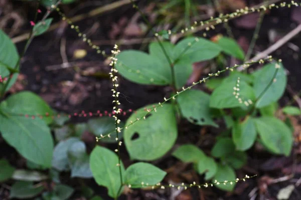 White jumpseed ( Polygonum filiforme f.albiflorum ) flowers ...