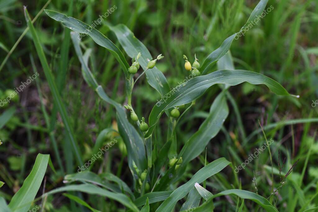 Las lágrimas de Job (Coix lacryma-jobi). Plantas de Poaceae que crecen ...