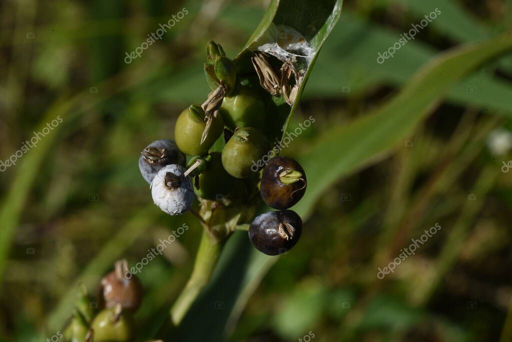 Las l grimas de Job (Coix lacryma-jobi). Plantas de Poaceae que crecen ...