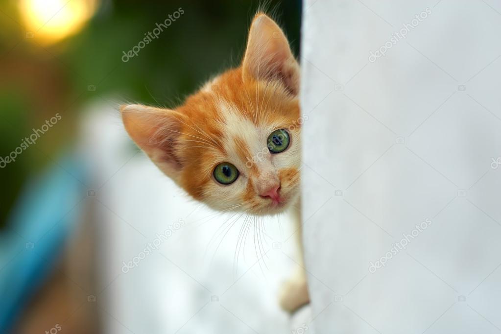 Curious small red kitten peeking out from white wall. outdoors — Stock ...