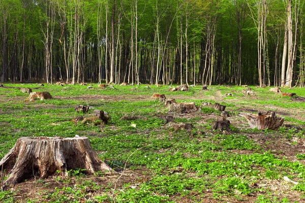Deforestation Stock Photos, Royalty Free Deforestation Images ...