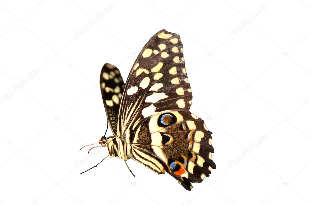 Citrus Swallowtail Stock Photo by ©mountainpix 13549162