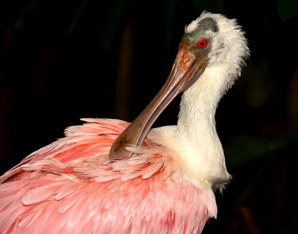 Preen feathers Stock Photos, Royalty Free Preen feathers Images ...