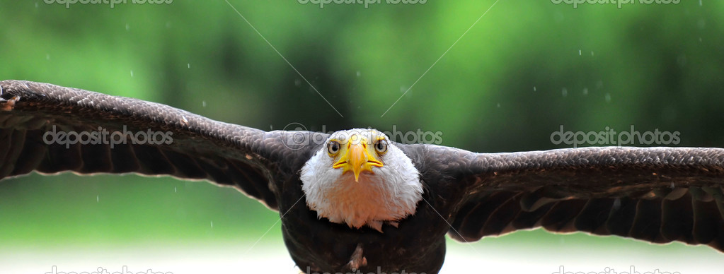 Angry eagle Stock Photos, Royalty Free Angry eagle Images | Depositphotos