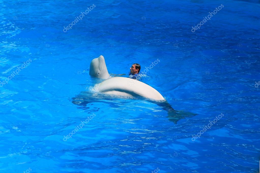 Beluga Whale Dancing