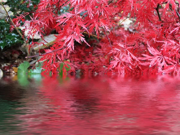Japanese maple water Stock Photos, Royalty Free Japanese maple water ...