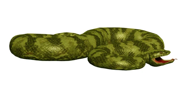 Titanoboa Stock Photos, Royalty Free Titanoboa Images | Depositphotos