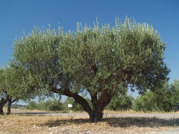 Single olive tree Stock Photos, Royalty Free Single olive tree Images ...
