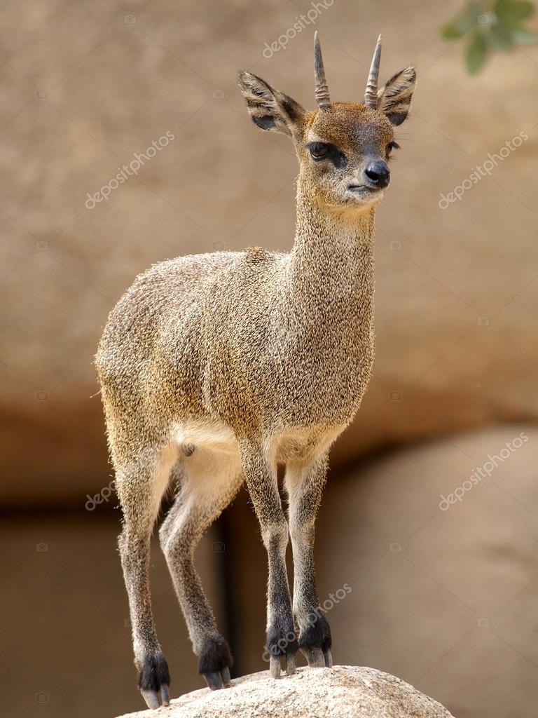 Klipspringer Face