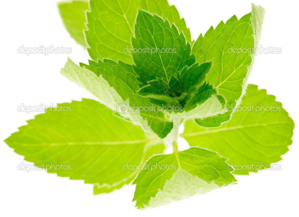 Corn Mint Stock Photo by ©dnaumoid 13739687