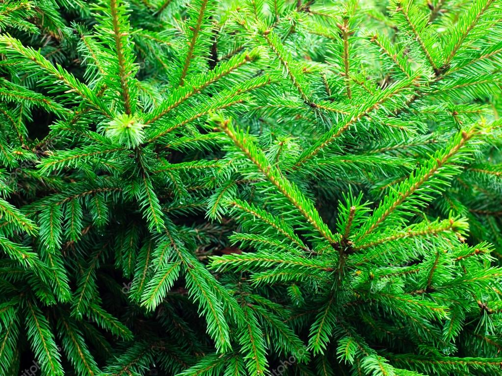 Fir branches Stock Photo by ©dnaumoid 13739909