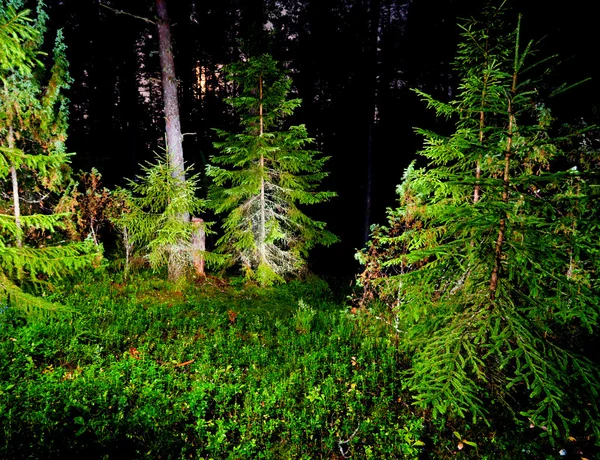 Scandinavia forest Stock Photos, Royalty Free Scandinavia forest Images ...