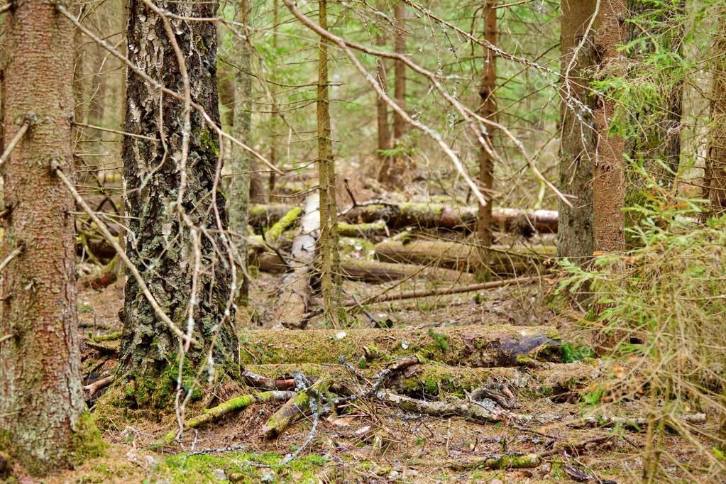 Pinewood background Stock Photo by ©dnaumoid 13741772