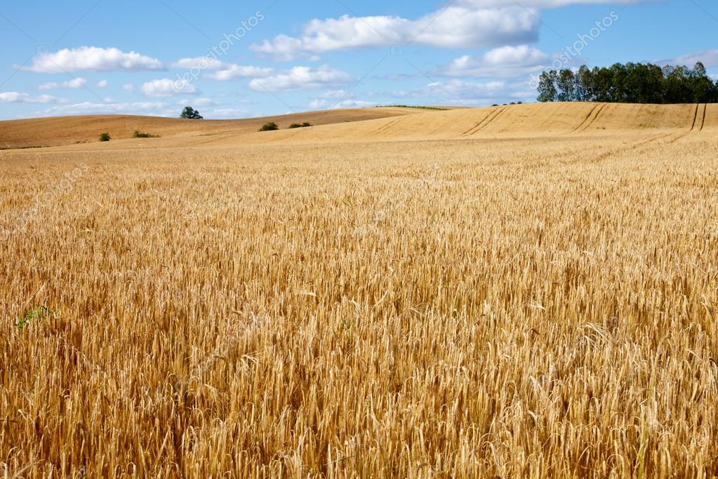 Barley field Stock Photo by ©dnaumoid 13742354