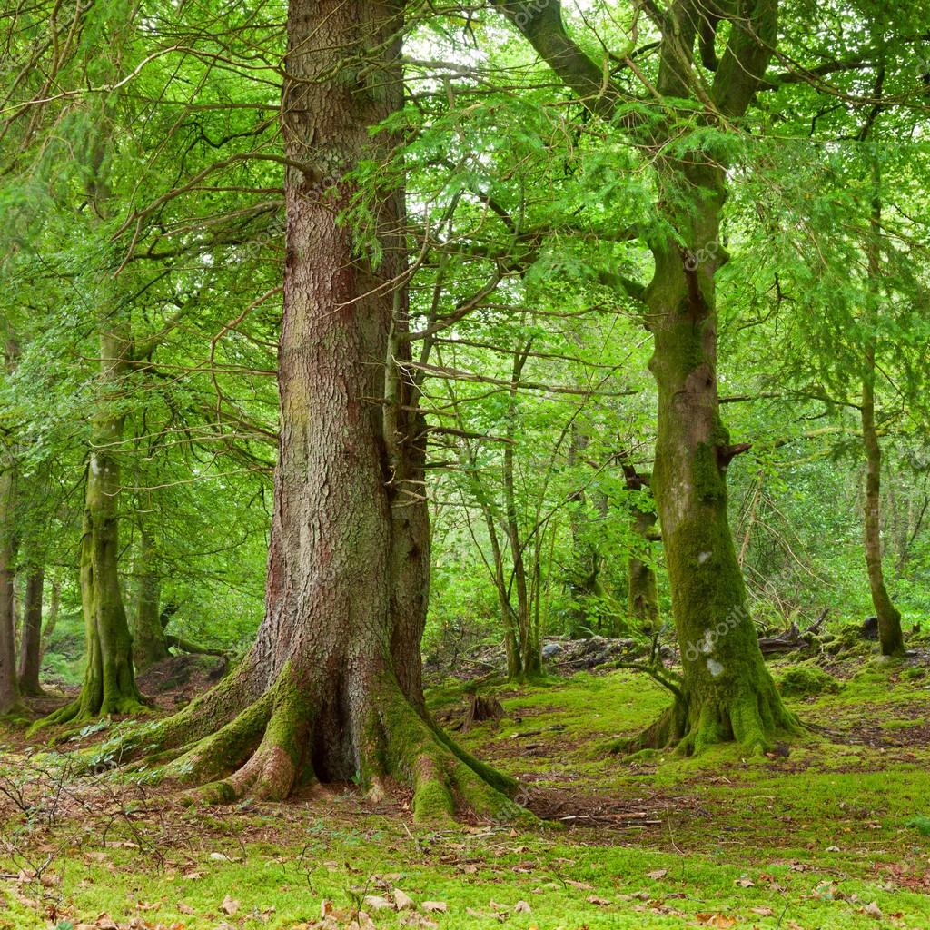 Forest in Scotland — Stock Photo © dnaumoid #25231595