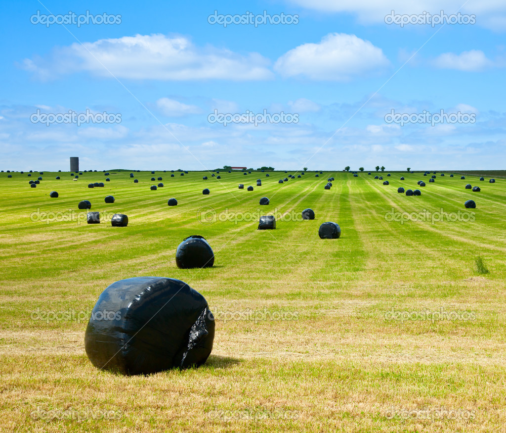Silage bales on a field — Stock Photo © dnaumoid #29839431