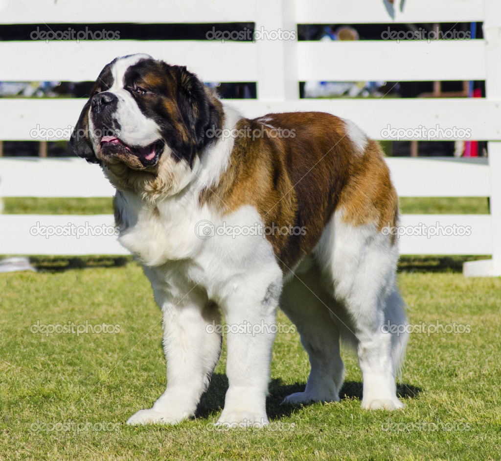 Short Coat Saint Bernard | ppgbbe.intranet.biologia.ufrj.br