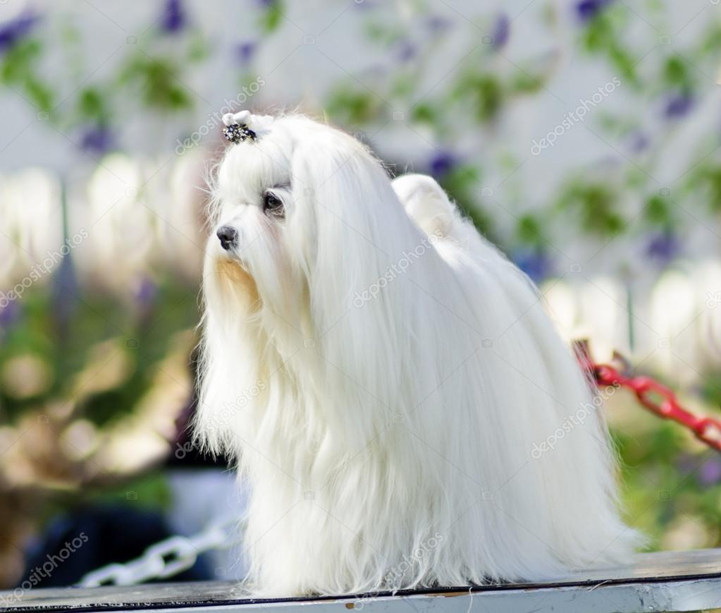Do All Maltese Dogs Have Long Hair