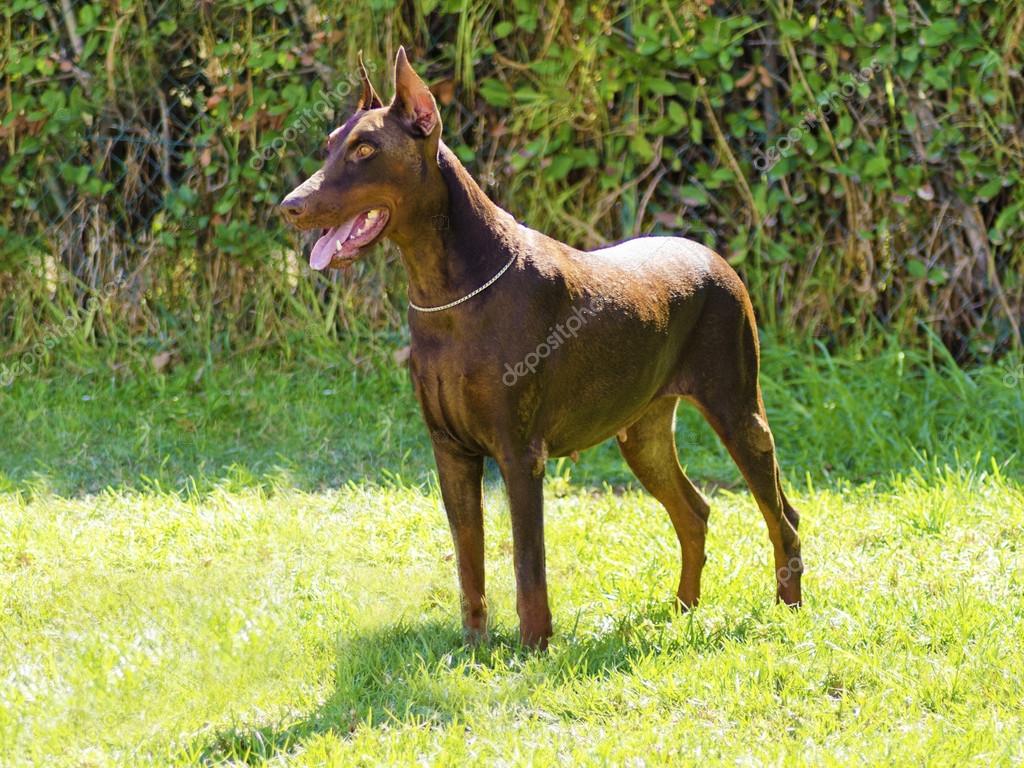 Doberman Pinscher Uncropped Ears And Undocked Tail