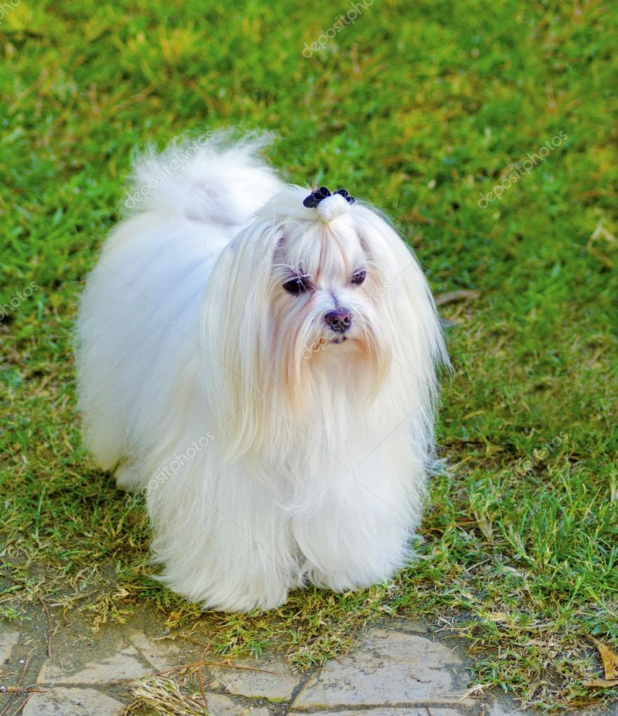 Maltese dog — Stock Photo © f8grapher #33389231