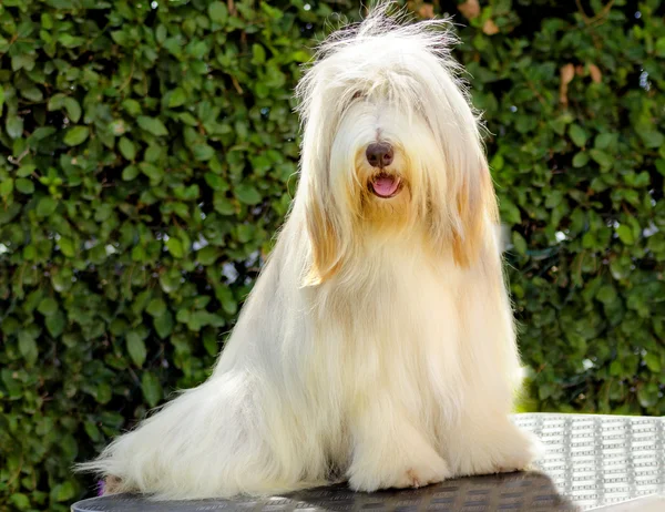 Bearded collie Stock Photos, Royalty Free Bearded collie Images ...